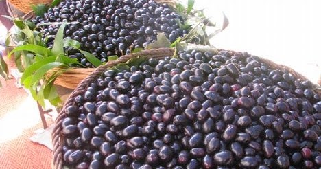 Depois dos 39 - Vida Nova depois dos 39 anos: Jamelão: rainha das ...