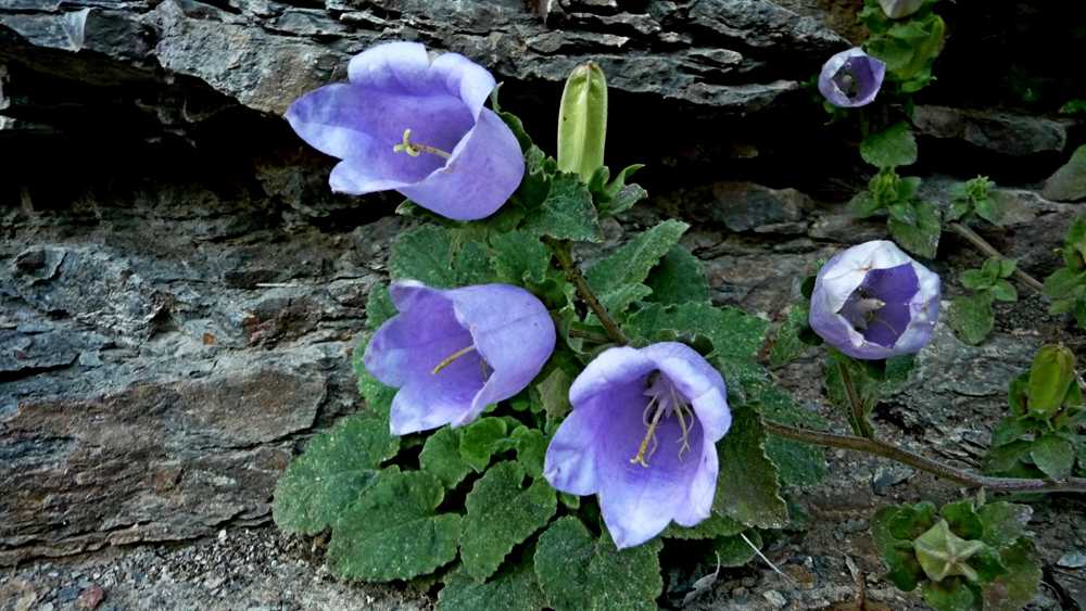 r o b i n 's y a r d: Campanula incurva