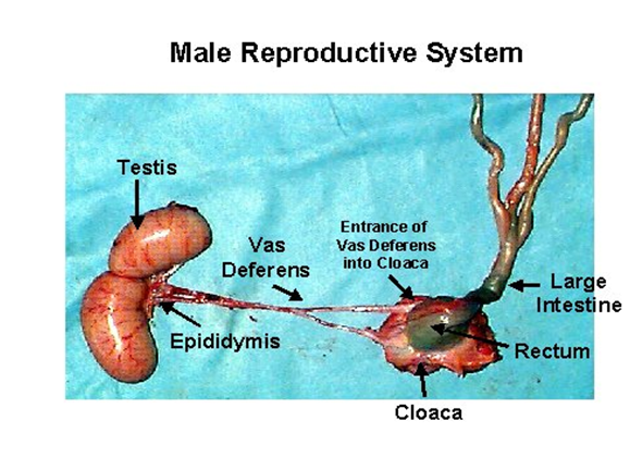 Ayam broiler - SOP simple: Organ Unggas
