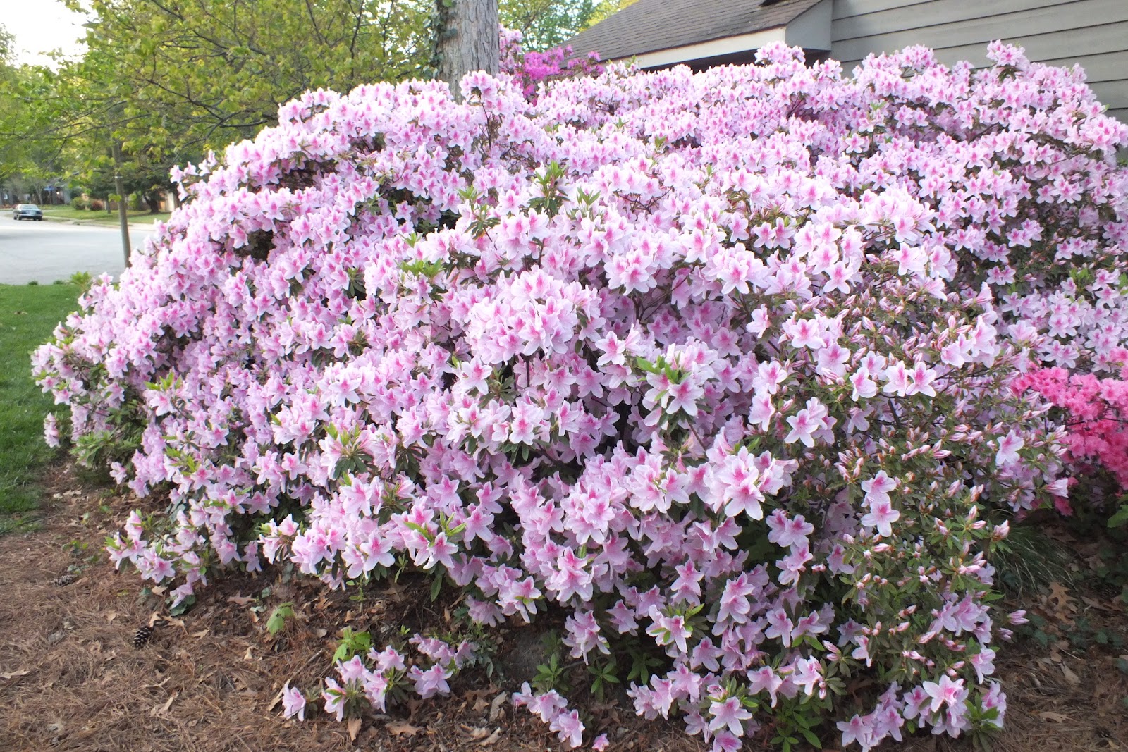 Gene's Garden: Azalea's in full bloom