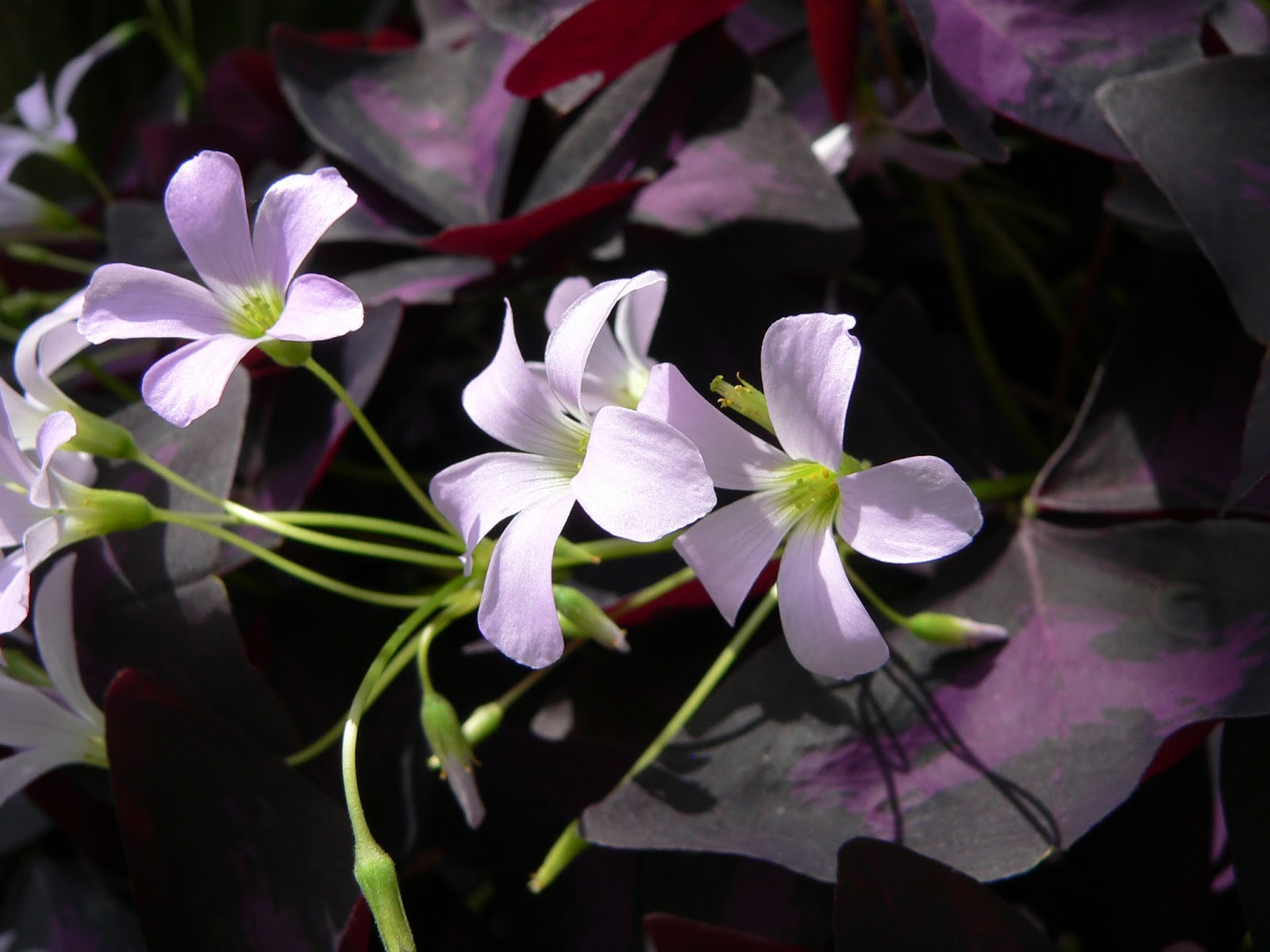 Plant World: Oxalis triangularis