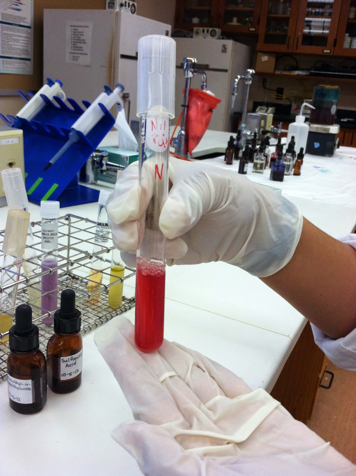 Lab Research for Mini Session Microbiology at Franciscan University ...