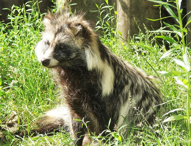 Examen de Naturales: Canidae, la familia de tu perro