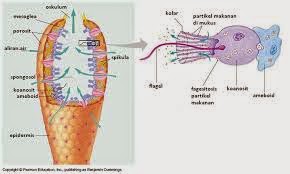 SISTEM EKSKRESI PADA INVERTEBRATA | JDSK