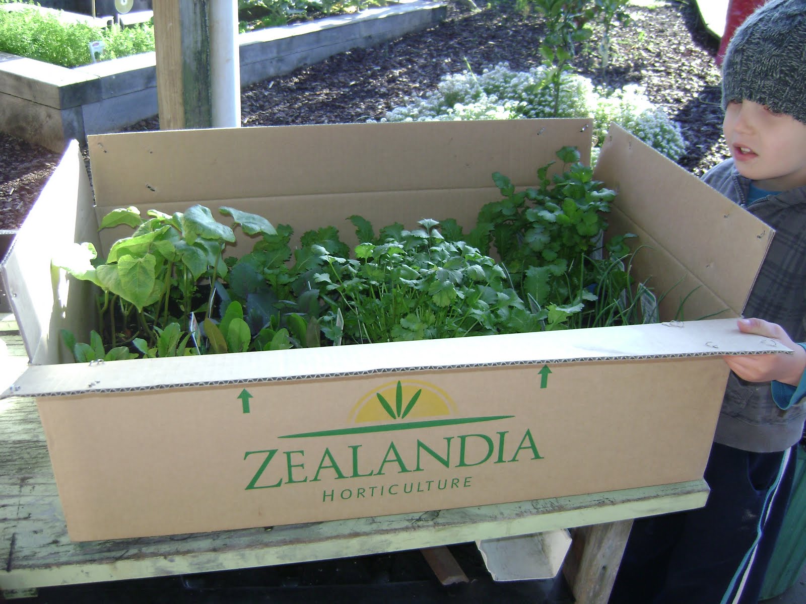 Bayview's Views: TUI and MEGA MITRE 10 Garden Competition