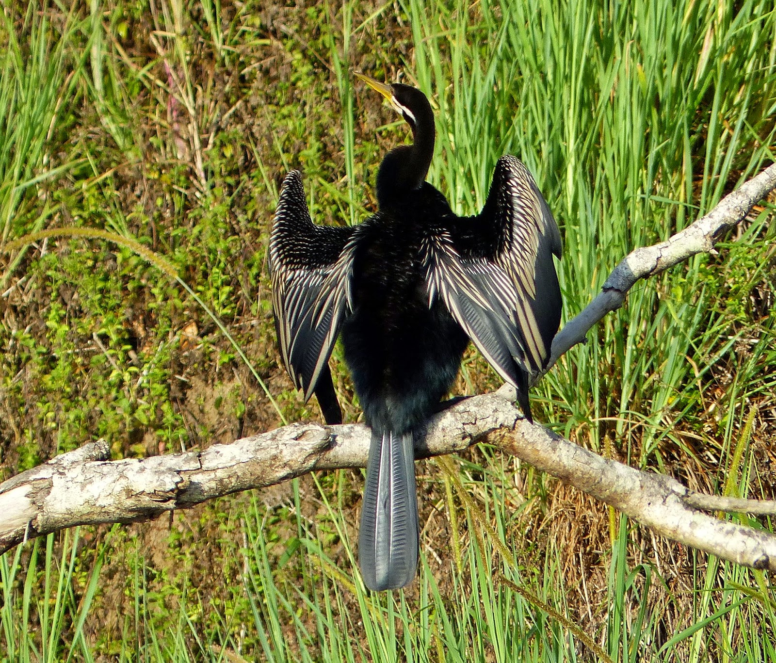 A.W.Birder: Always on the lookout for fine birds...: North Queensland ...