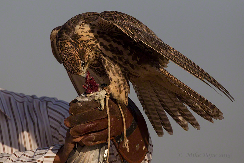Kuwait Birding: The mighty Saker