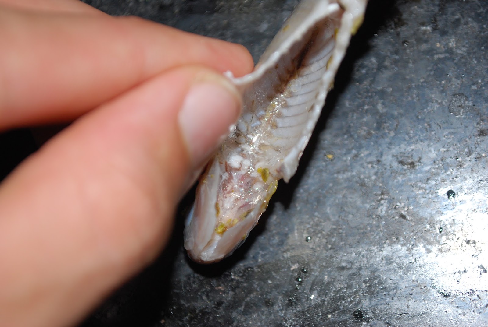 Pescaria de dicas: Como preparar Lambari frito