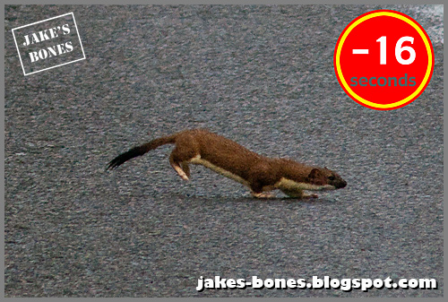 The amazing thing the stoat did : Jake's Bones