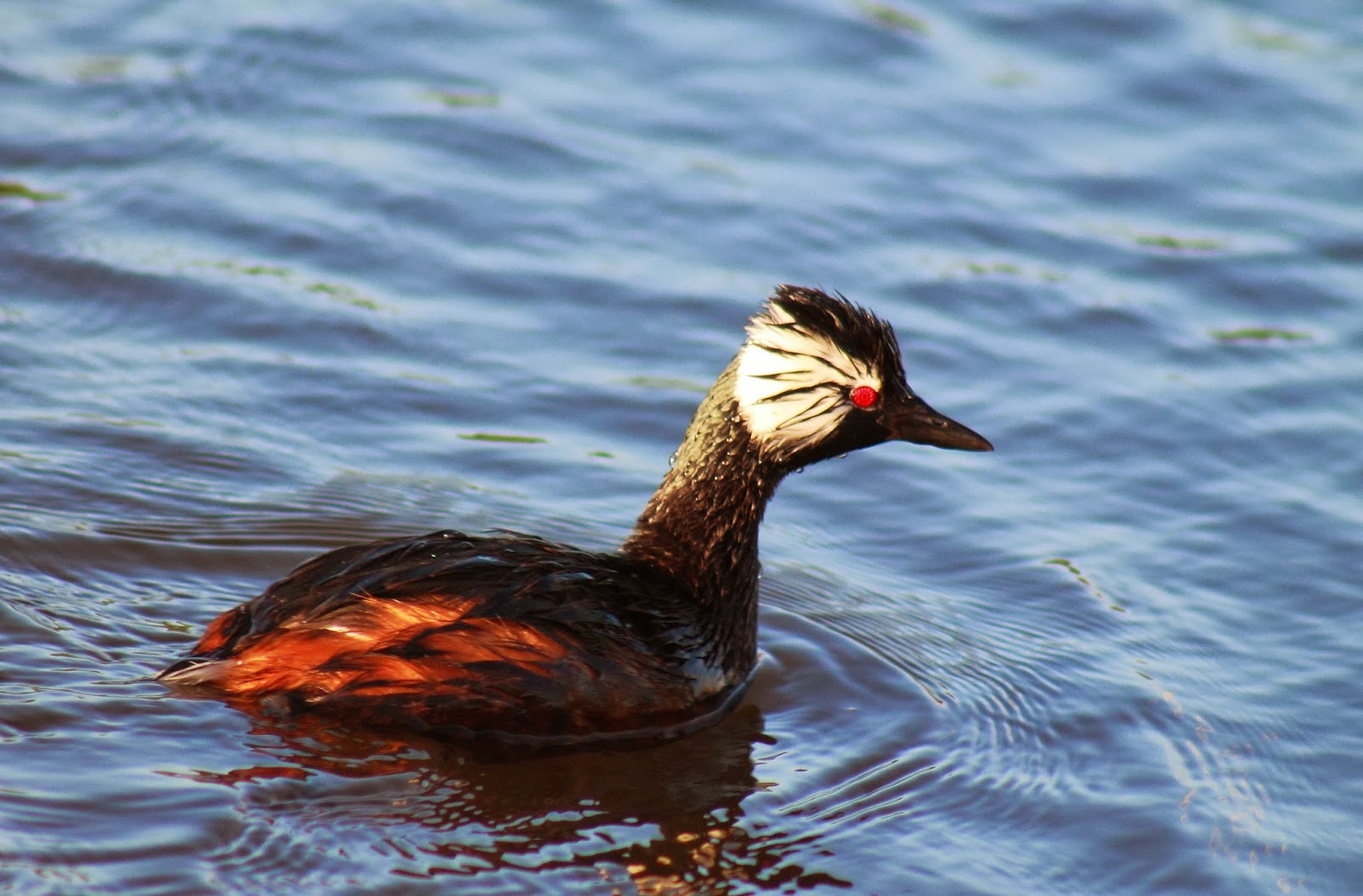 Aves de la VIII Region del Bio Bio: Pimpollo (Rollandia rolland)