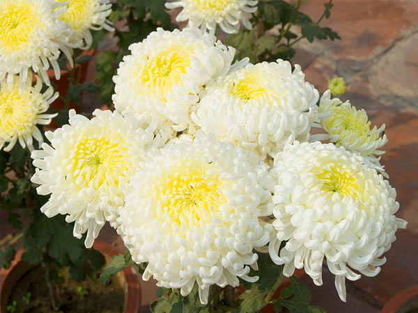 ARTE Y JARDINERÍA : Crisantemos