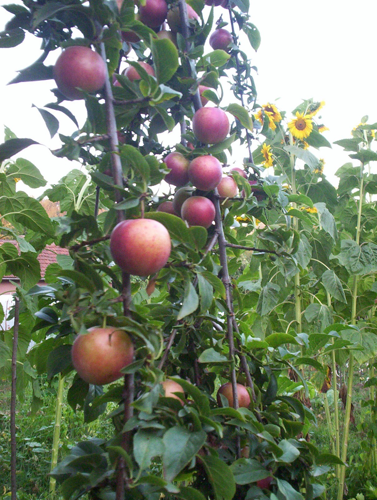 Despre gradini si alte cele: Corcodus de august