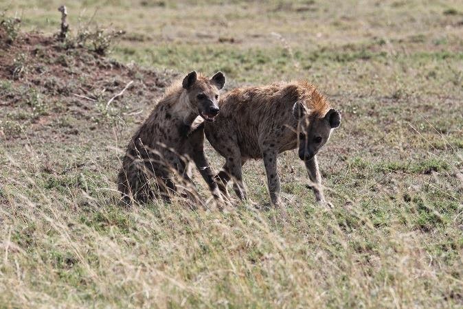 UTALII TANZANIA : PHOTOS OF HYENAS MATING IN SERENGETI NATIONAL PARK