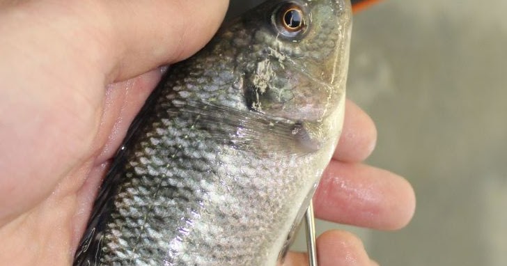 The Aquaculturists: 29/06/2017: PIT tagging: monitoring and management ...