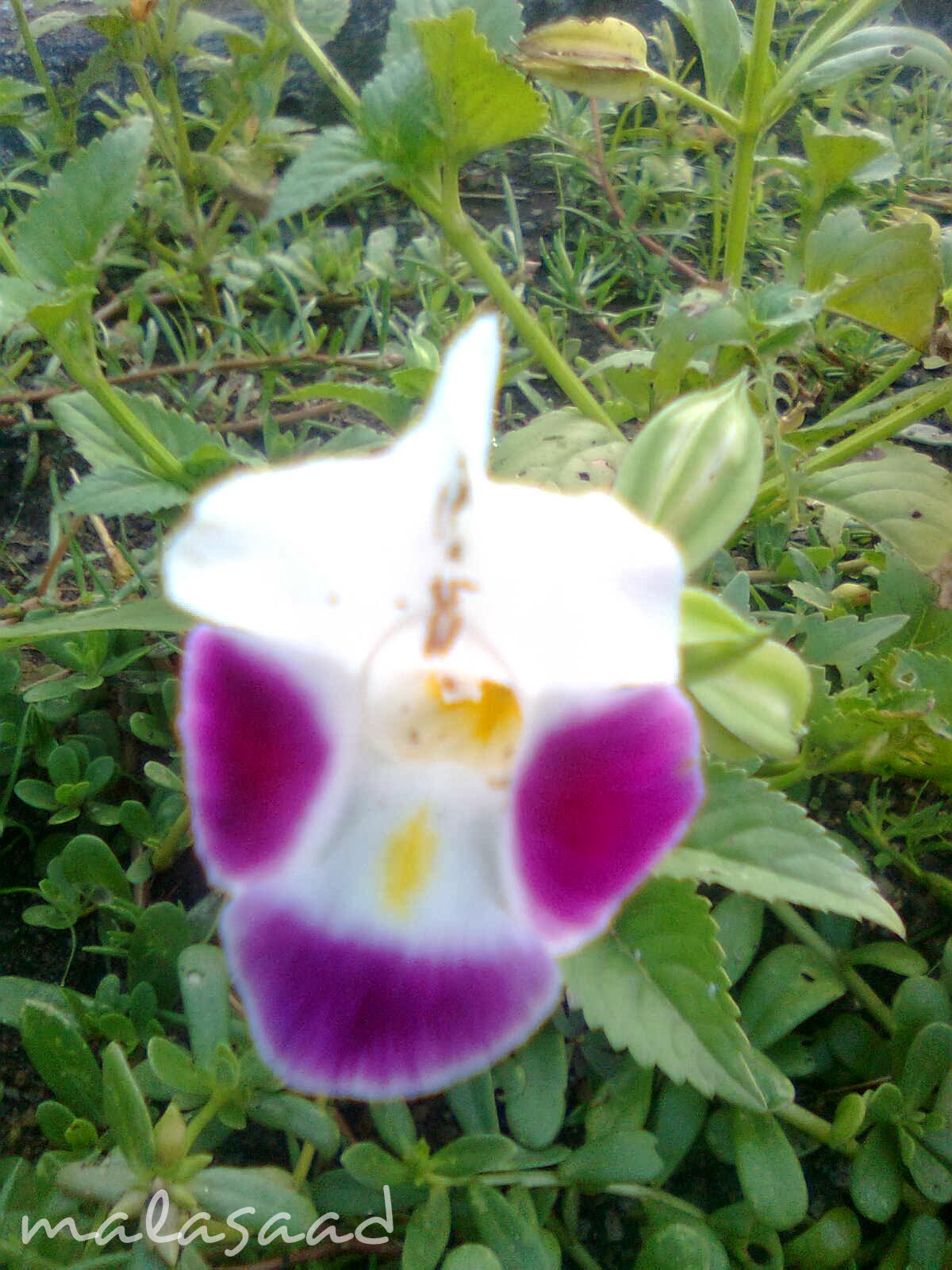 My Green Eye's: Bunga Loceng ( Torenia Fournieri )