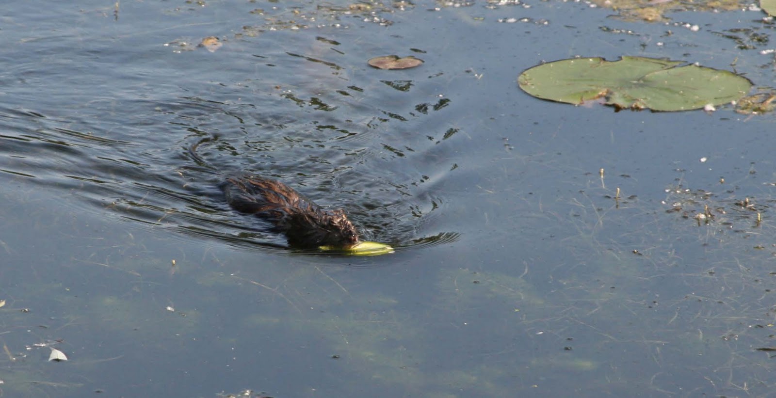 Isabella Conservation District Environmental Education Program: Native ...