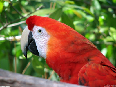 red parrots latest hd wallpapers - FREE HD WALLPAPERS