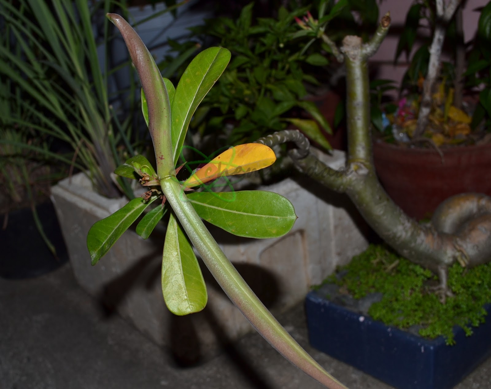 Captured Moments: Calachuchi Fruit