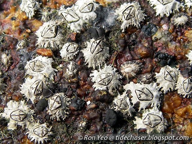 tHE tiDE cHAsER: Barnacles (Phylum Arthropoda: Infraclass Cirripedia ...