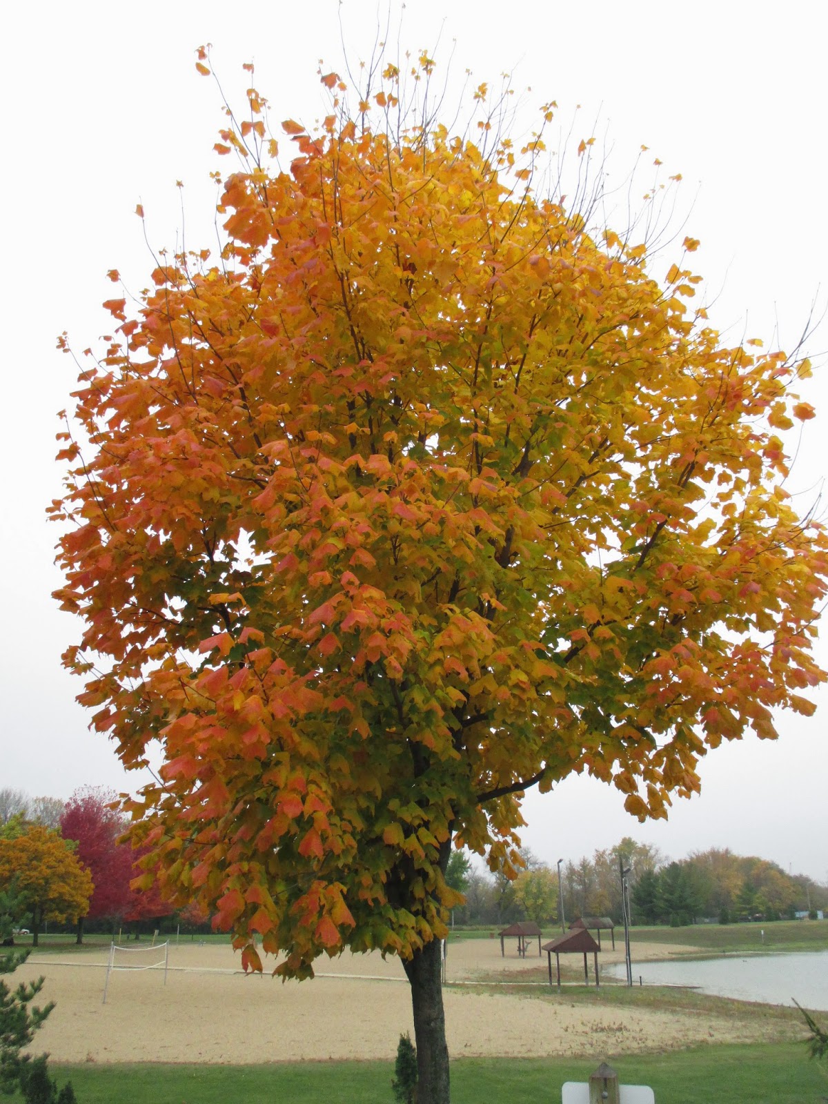 Rotary Botanical Gardens - Hort Blog: Super Fall Color