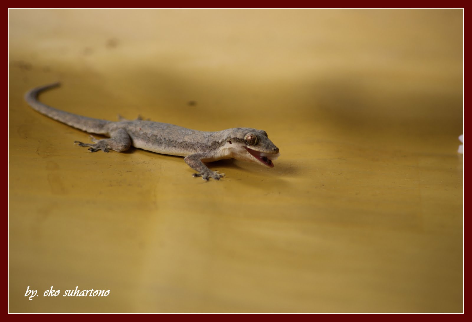 suhartono the Art: Flat-tailed House Gecko (Cicak) It Was Not ...