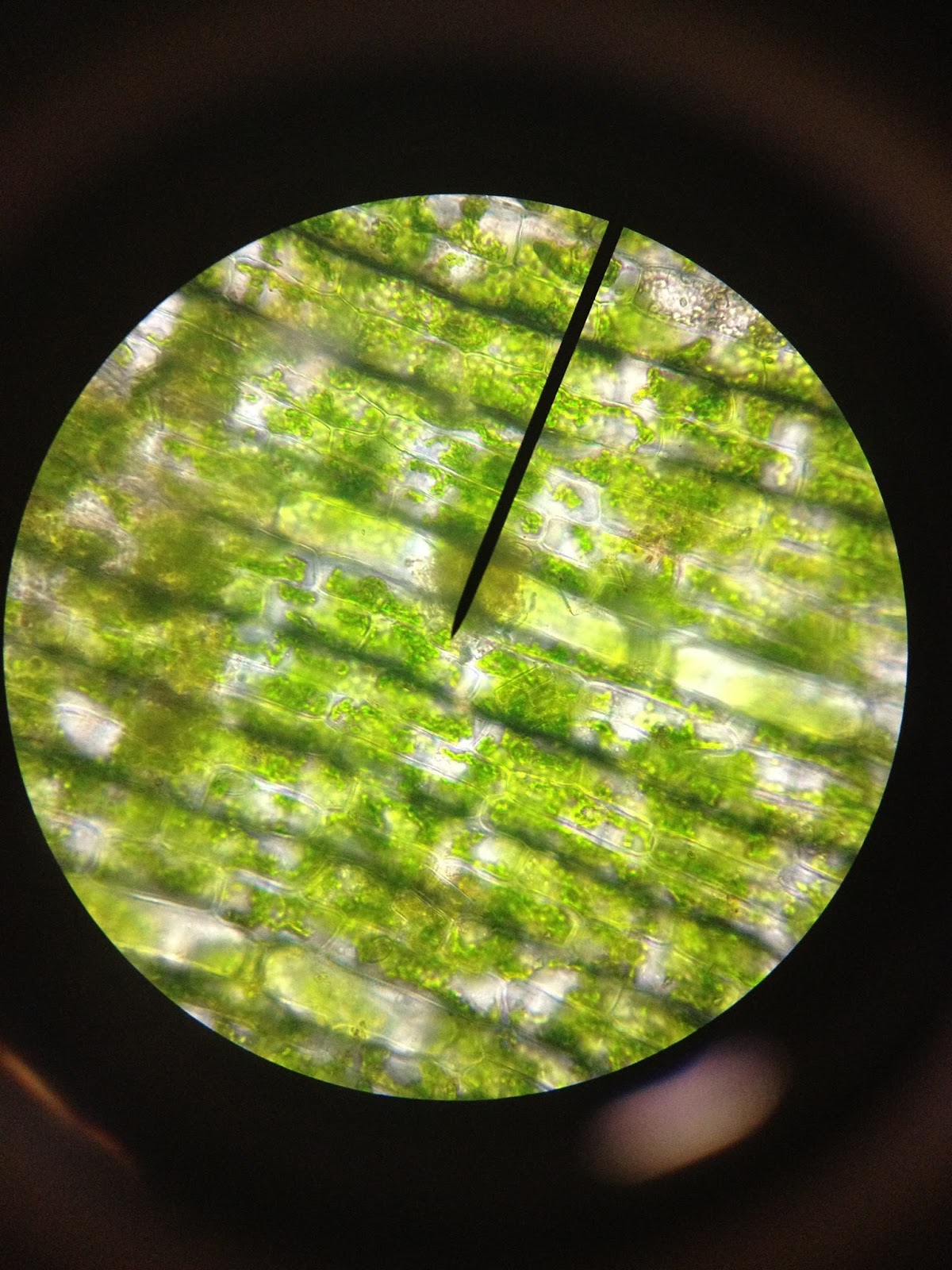 LS' BINibbles: Osmosis and Diffusion (Experiment)