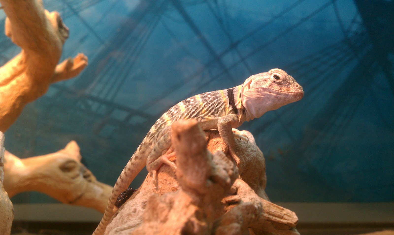 SoCalHerps: Aquaflame Collared Lizards