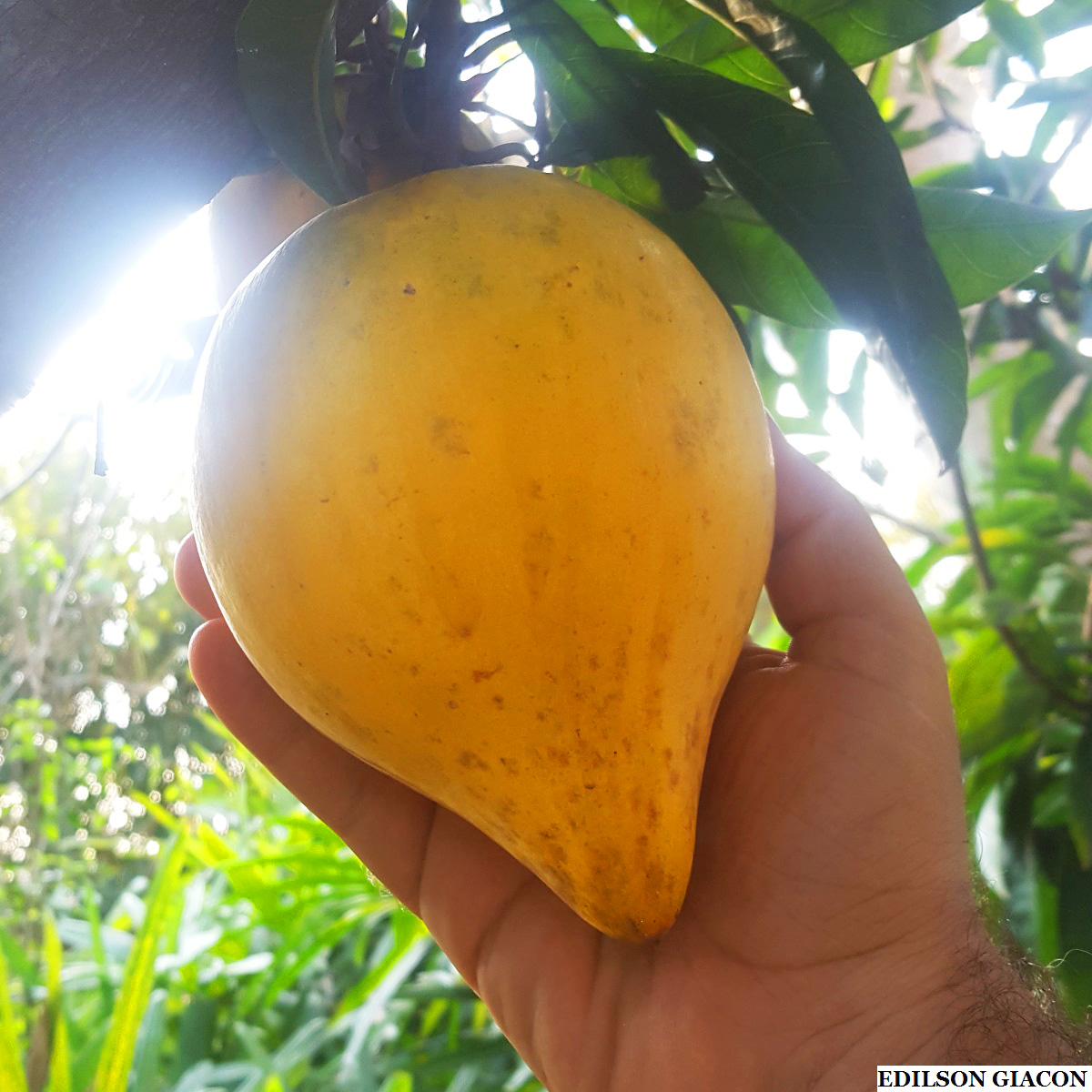 Viveiro Ciprest - Plantas Nativas e Exóticas: Canistel Gigante Saludo ...
