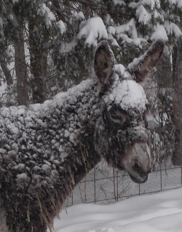 Ruthlynn's World: Ice Horses