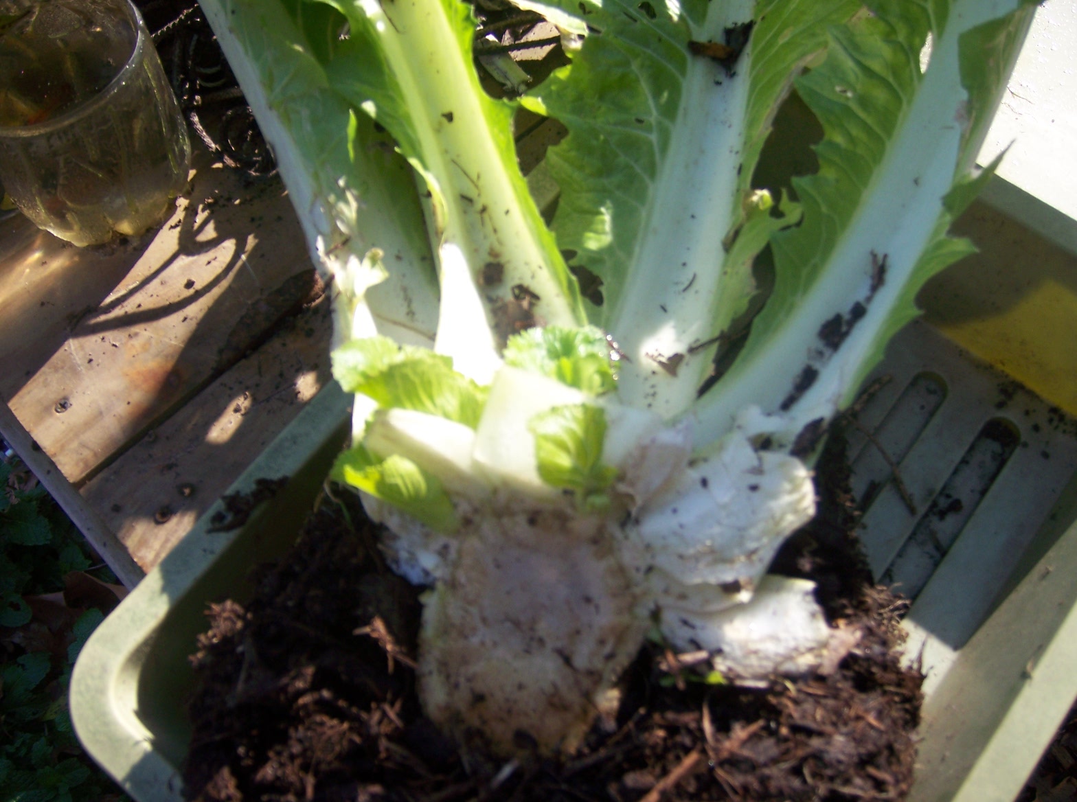 From Seed to Scrumptious: Plant Rescue 105 - Chinese Cabbage