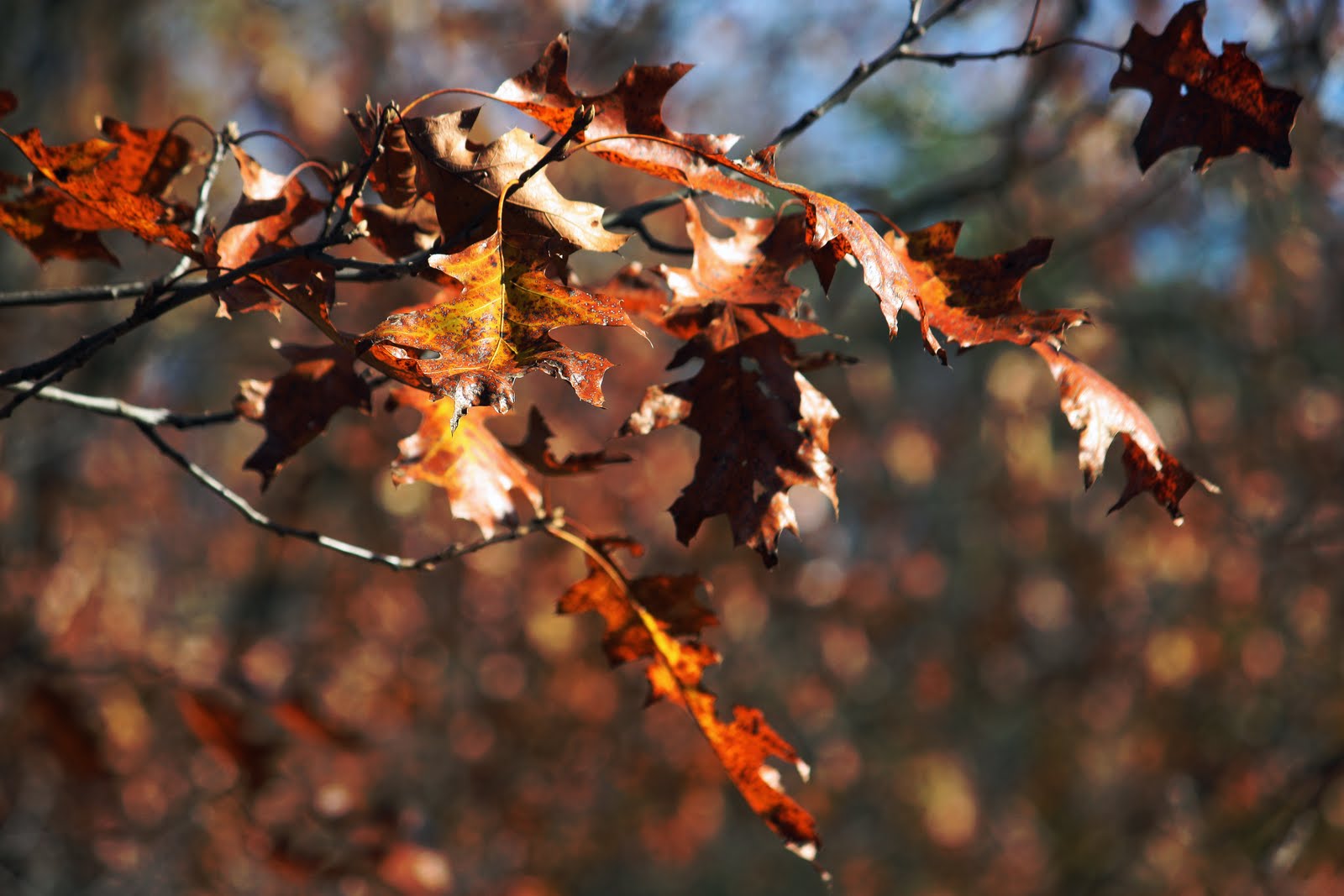 CARLETTA'S CAPTURES: Shades of Autumn - Brown