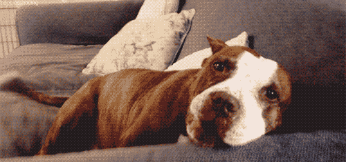 AKI GIFS: Gifs animados American Pitbull Terrier