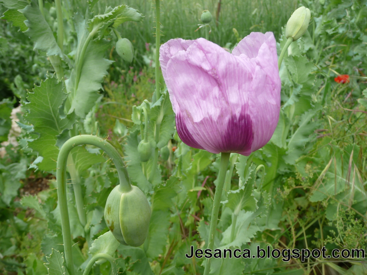 JESANCA: La adormidera o " planta del opio