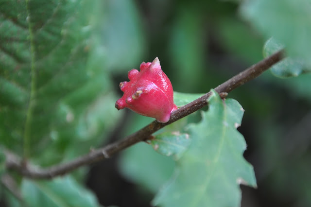 Desde Alájar: abril 2011