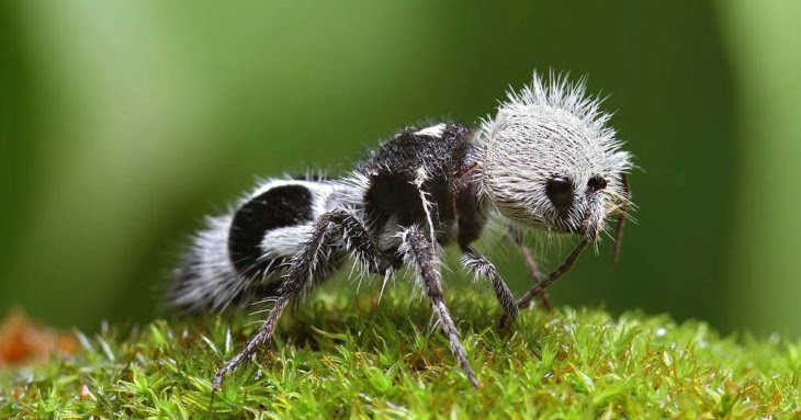 Euspinolia militaris