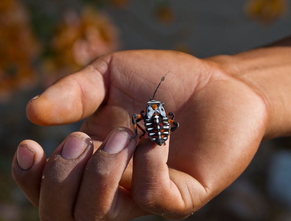 Bugs in your tacos – El Rancho Santa Clara
