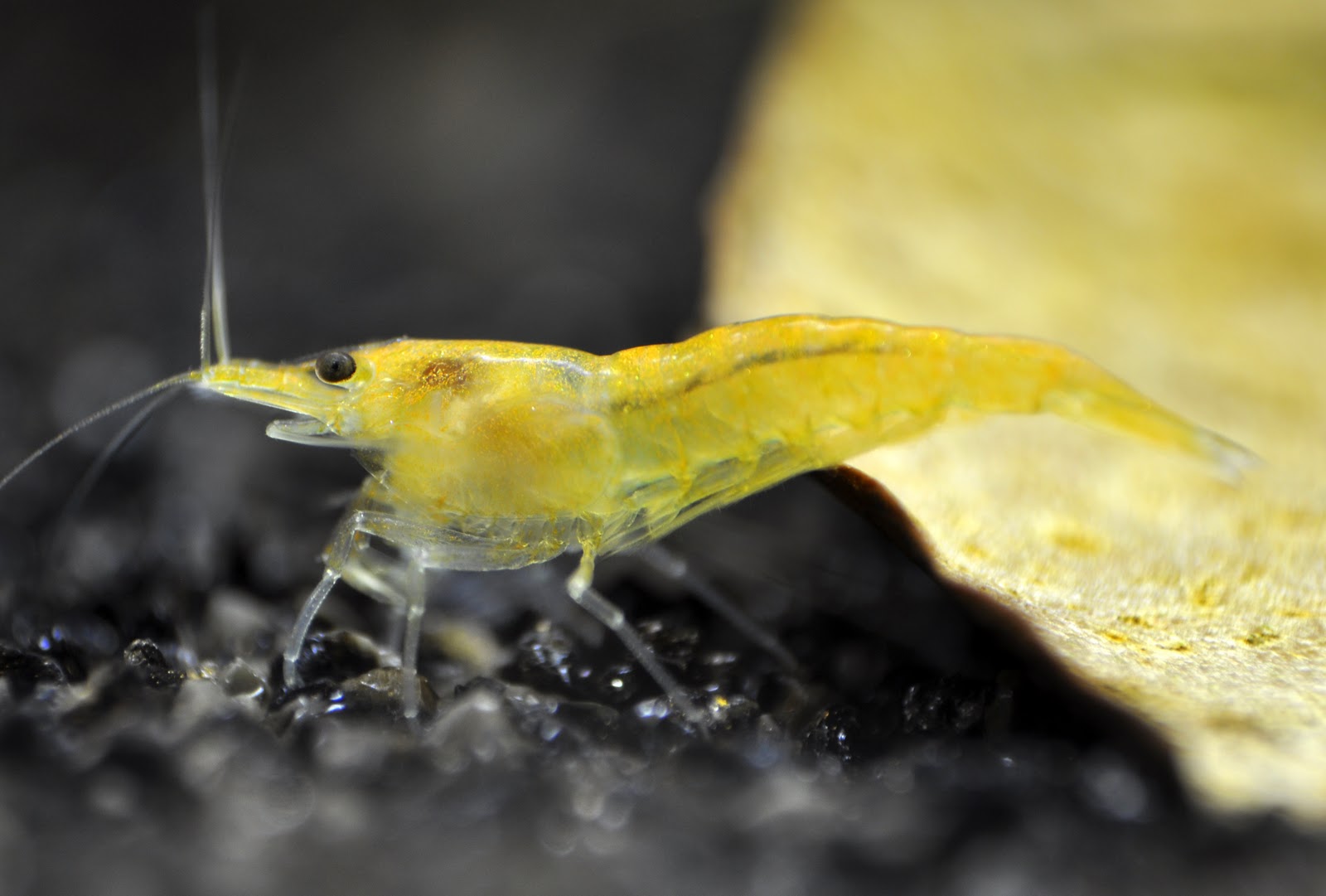 Gambamania: Neocaridina heteropoda