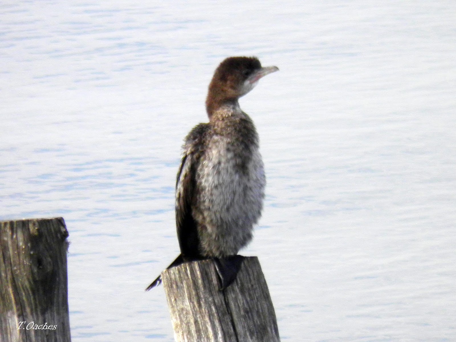 PASARI DIN ROMANIA: CORMORAN MIC, Microcarbo pygmeus