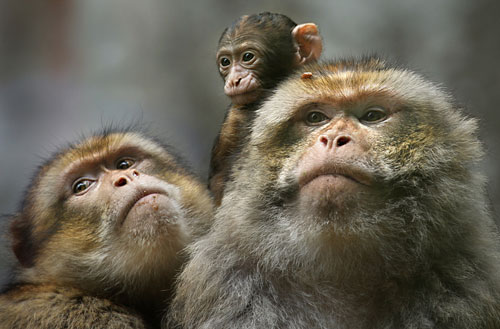 Binatang Beserta Keluarganya | Gosip Gambar