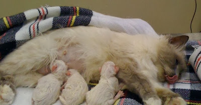 Cesarean section in cats, Pathology of childbirth Part 1 - veterinary ...