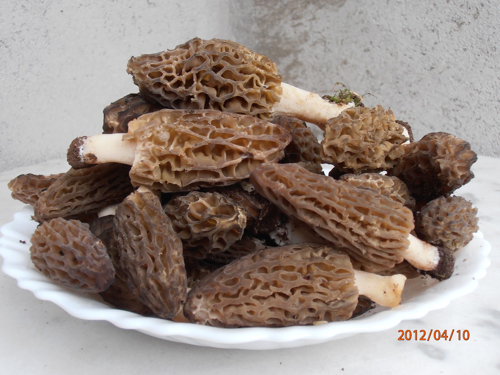 Une belle cueillette de morilles - Terra Morchellarum