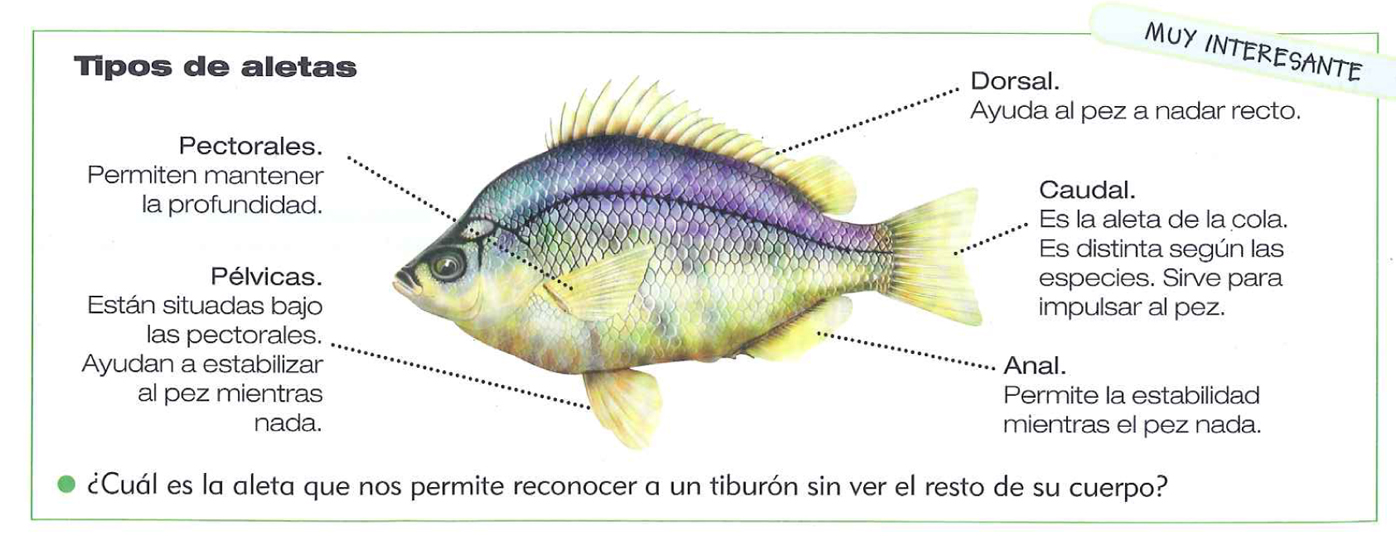 Info animales: ALETAS PECES ÓSEOS