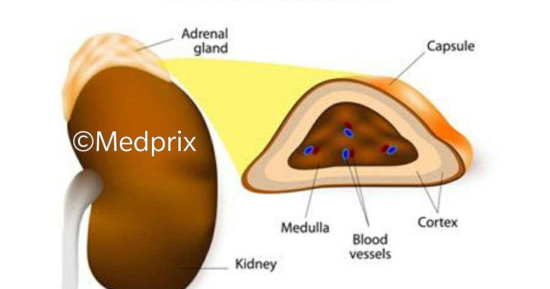 Addison disease | adrenal crisis | adrenal Insufficiency | addisonian ...