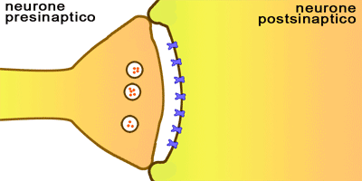 Sist. nervoso - Se faccio capisco
