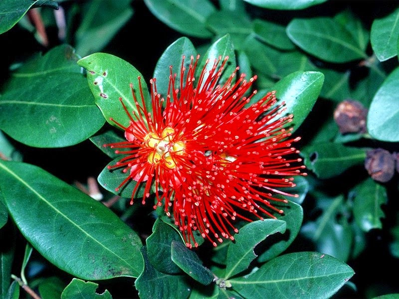 Всё о бегониях и не только...: Ксантостемон золотистый (Xanthostemon ...