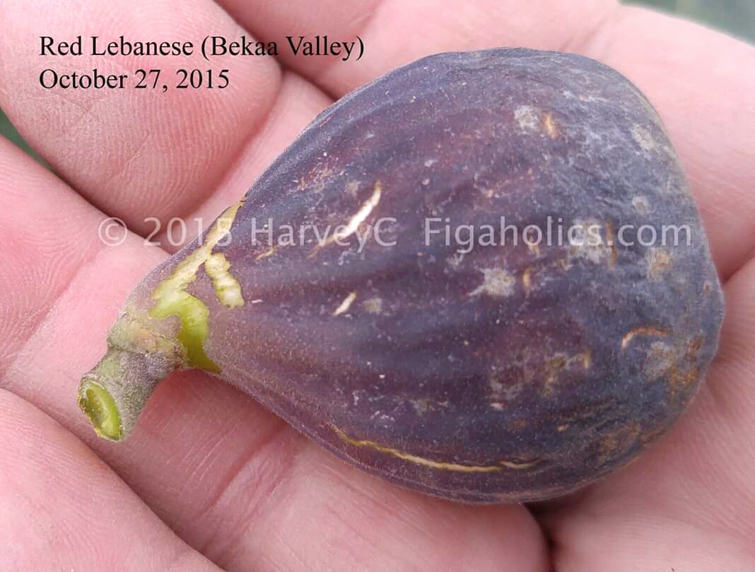 Red Lebanese Fig - Var Tin