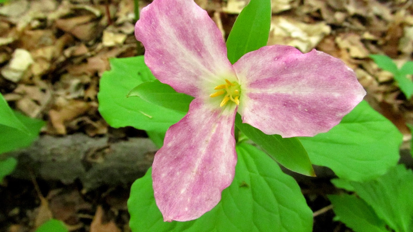 Wandering in Canada: A note about Trillium grandiflorum (white trillium)