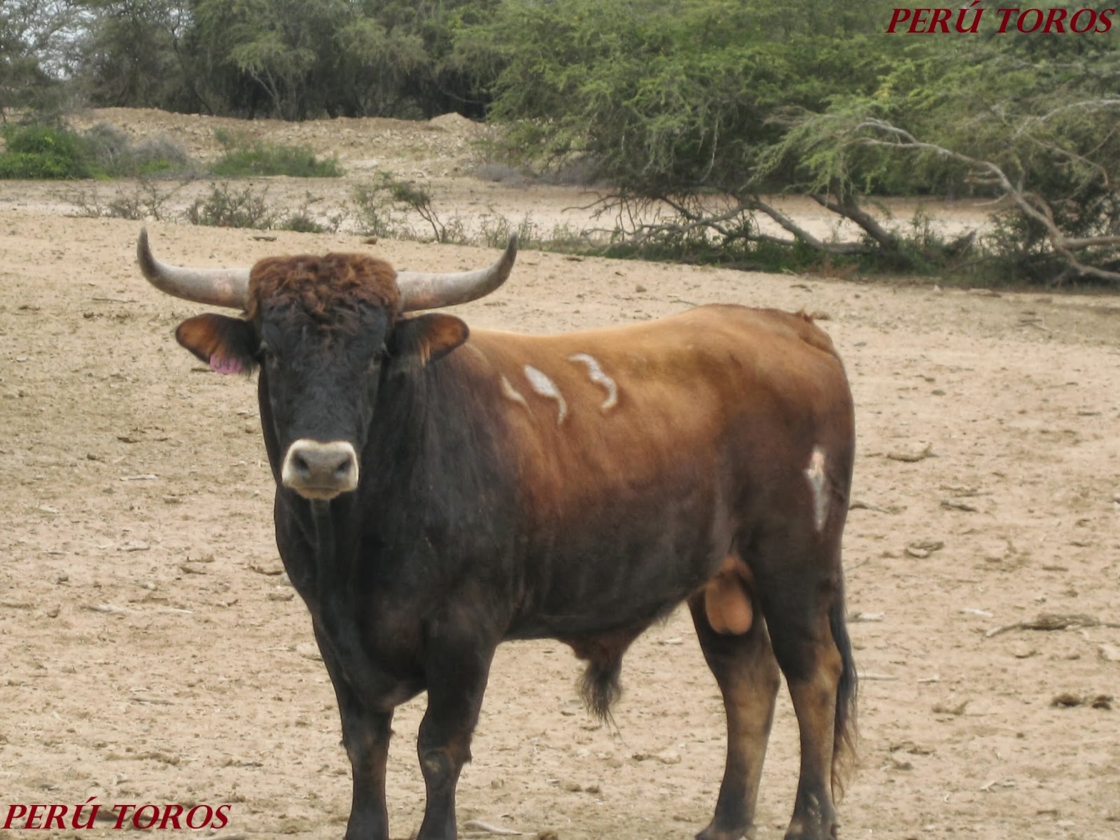 PERÚ TOROS: PARIAMARCA RESEÑO TOROS DE LA GANADERÍA PAIJÁN