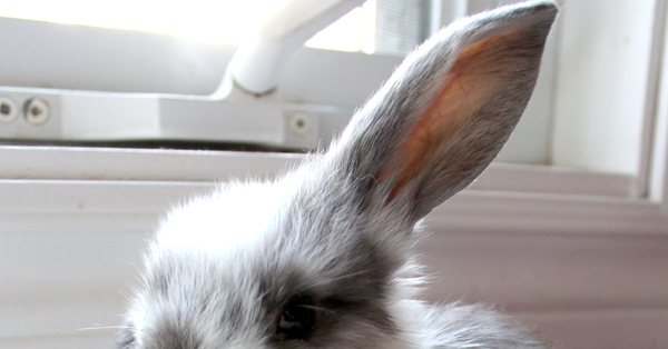 Pixie Hill: A new Pixie Hill resident