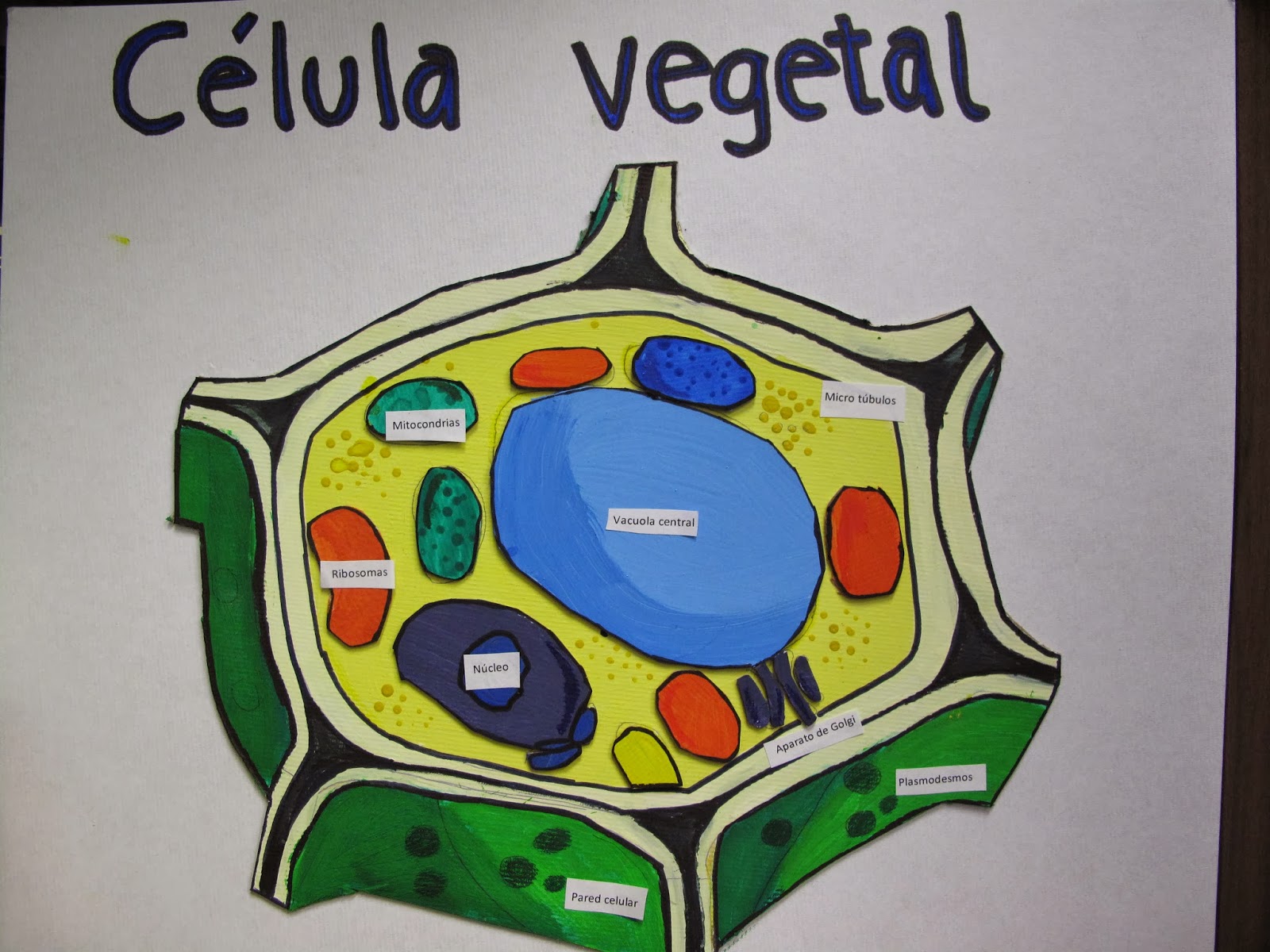 Botánica IBS: 2. UC2 Estructuras de la célula vegetal y órganos de ...